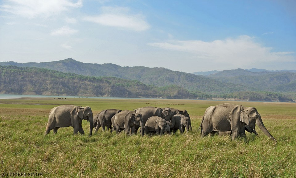 » Top 10 Must See National Parks in IndiaMantra Wild India Travel Tour