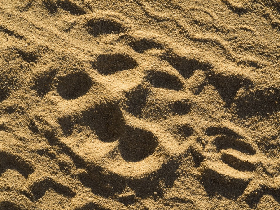 » Wildlife Safari Review: Tiger Safari Tours in the National Parks of ...